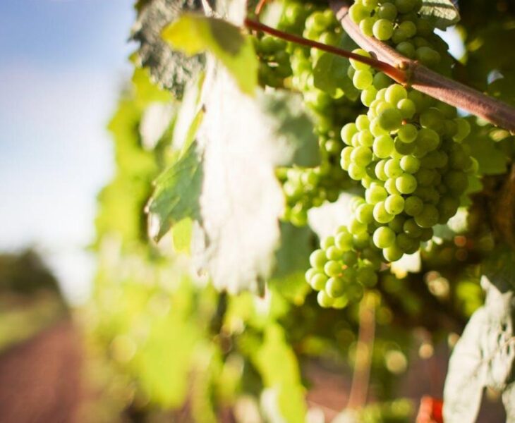 Cocktailswizard - Votre pause cocktail